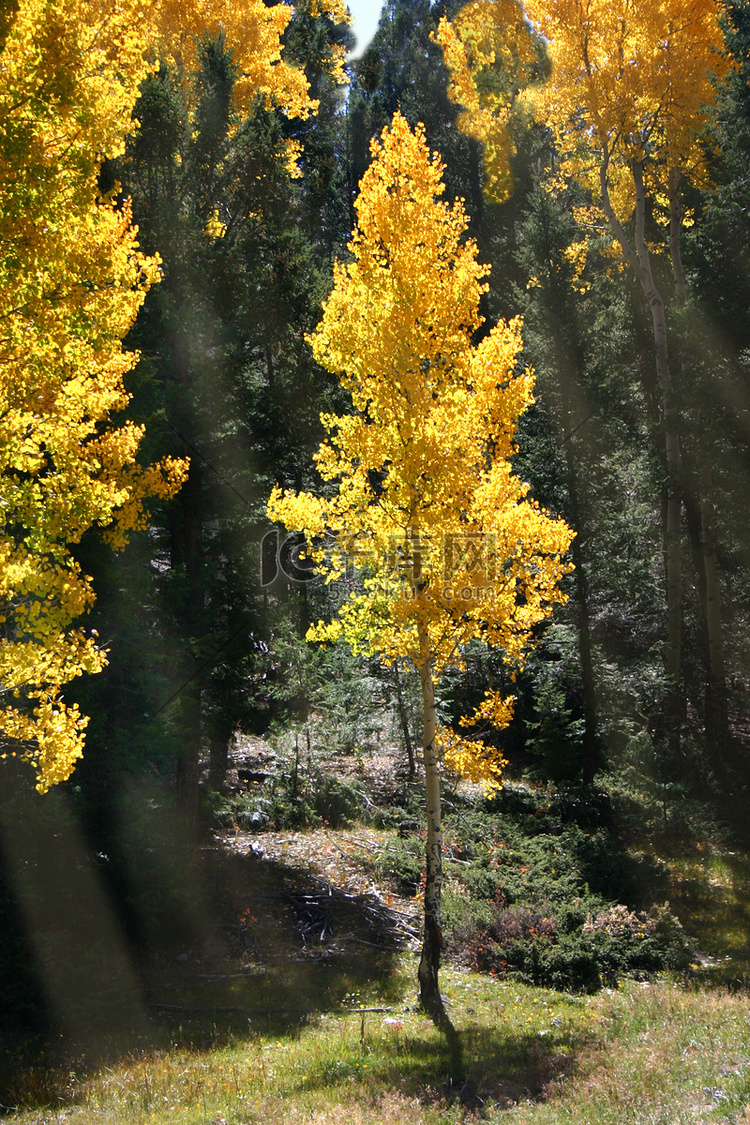 白杨 (Populus tremuloides)高清摄影大图-千库网