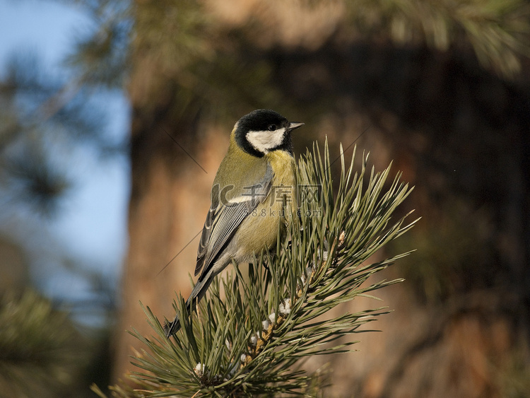 山雀。高清摄影大图-千库网