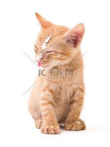 舌头小猫高清摄影大图-千库网