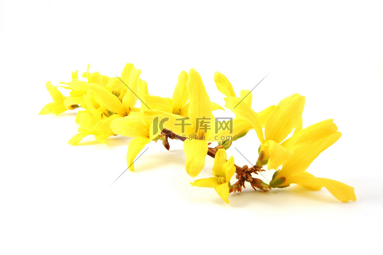 养生花高清摄影大图-千库网