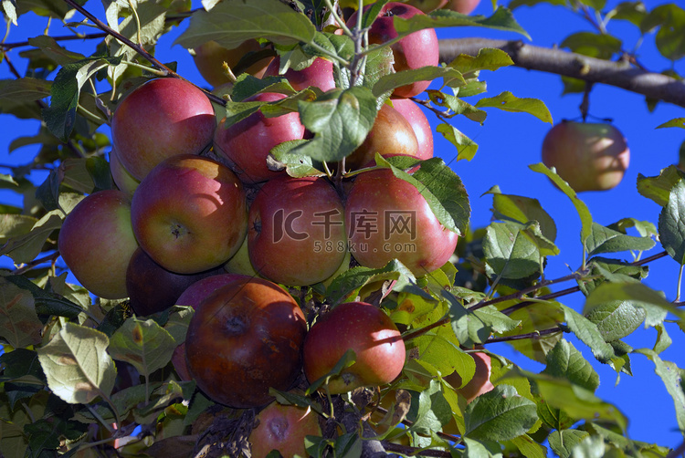 苹果高清摄影大图-千库网