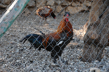 公鸡高清摄影大图-千库网
