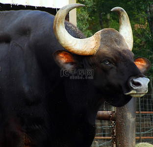 安哥拉公牛高清摄影大图-千库网