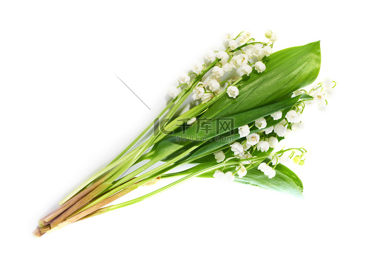 铃兰高清摄影大图-千库网