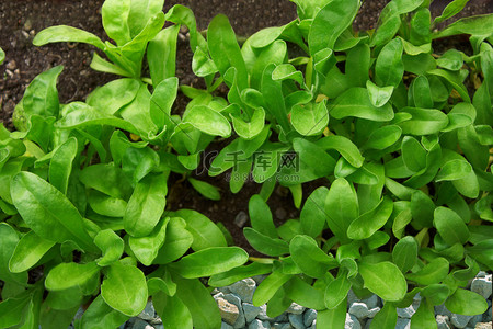 绿叶高清摄影大图-千库网