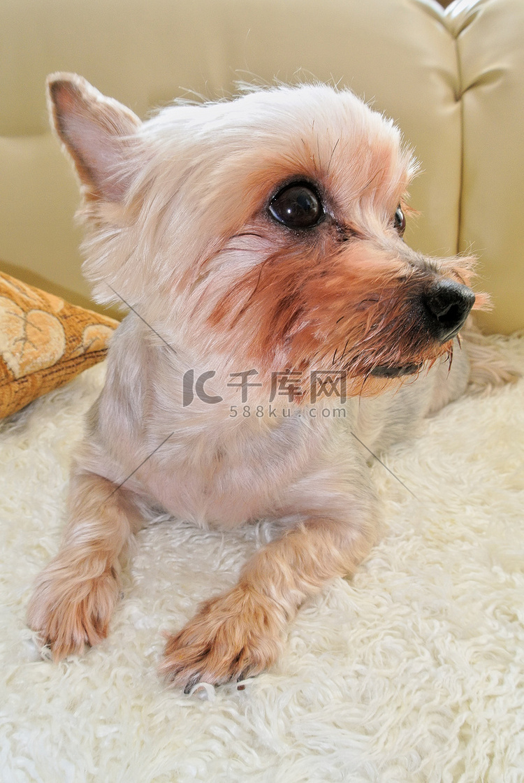 约克夏犬 - 狗高清摄影大图-千库网