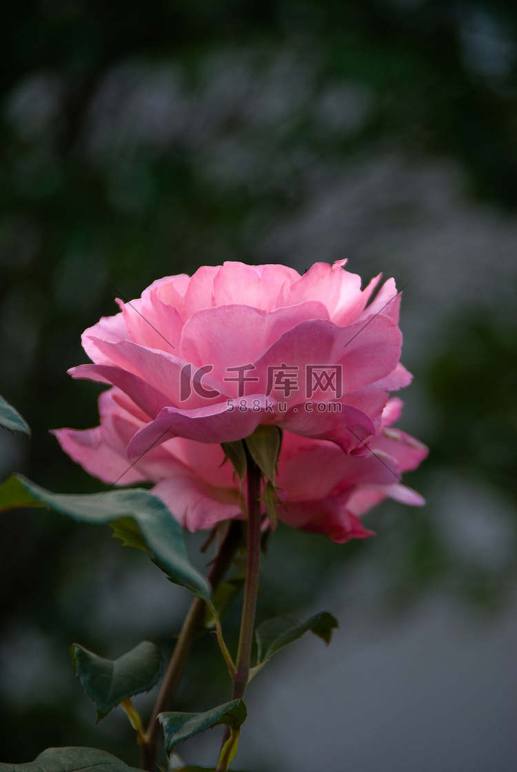 玫瑰高清摄影大图-千库网