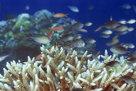 水下景观高清摄影大图-千库网