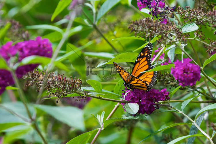 帝王蝶高清摄影大图-千库网