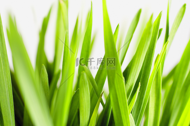 大麦苗高清摄影大图-千库网