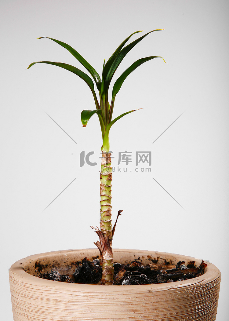 种在花盆里高清摄影大图-千库网