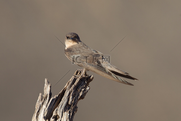 燕沙马丁（Riparia riparia）高清摄影大图-千库网