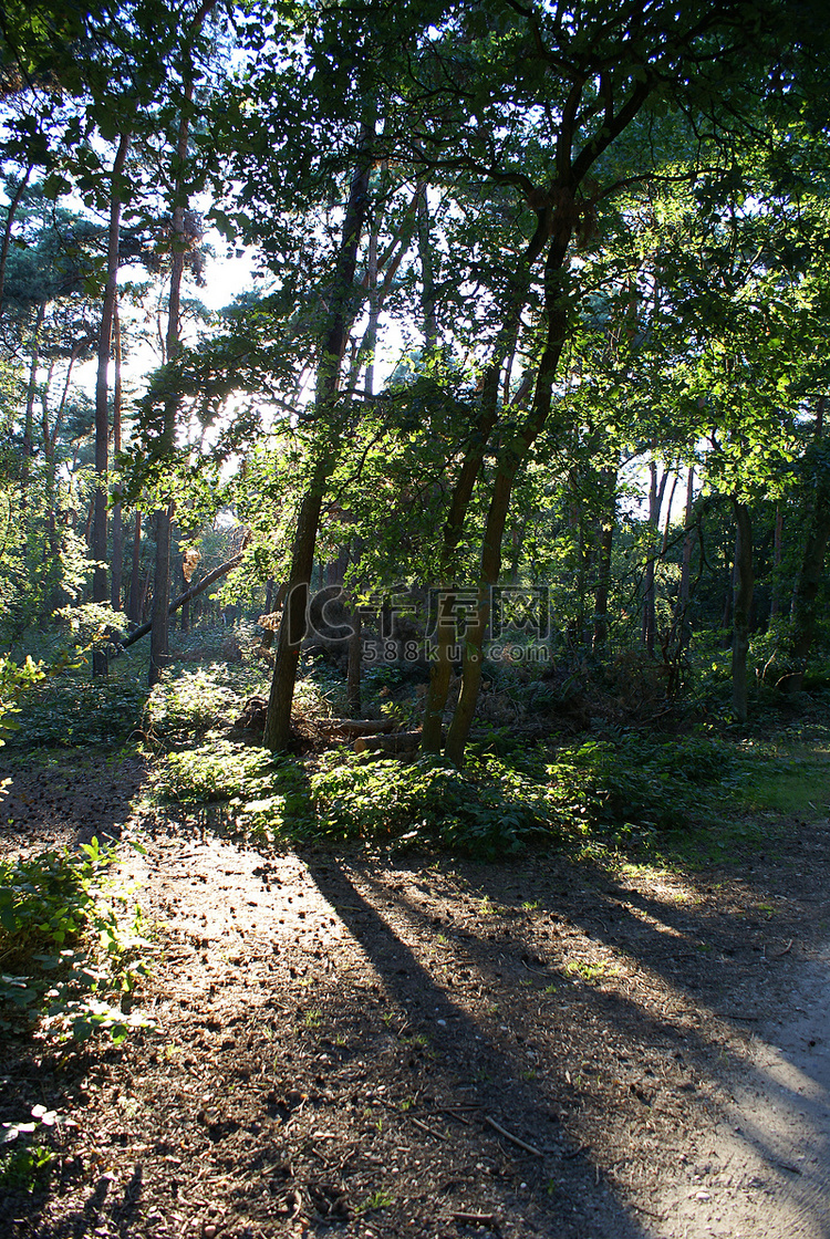 阳光穿过森林高清摄影大图-千库网