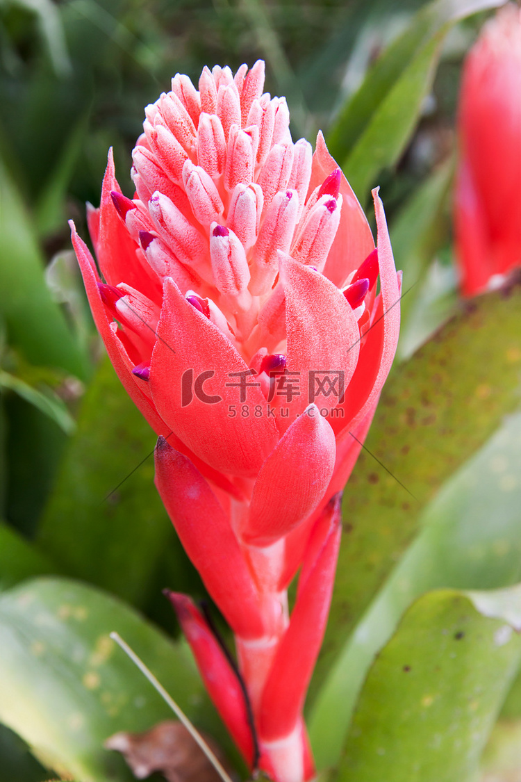 Billbergia pyramidalis（京都）高清摄影大图-千库网