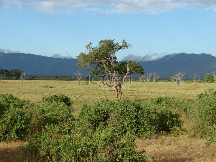 国家公园-察沃的马赛稀树草原景观。高清摄影大图-千库网