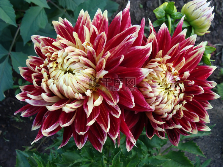 年轻的花朵高清摄影大图-千库网