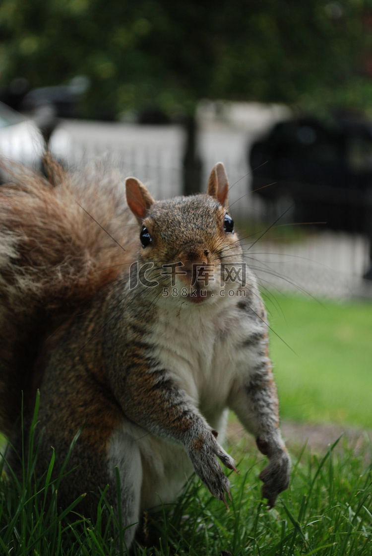花栗鼠高清摄影大图-千库网