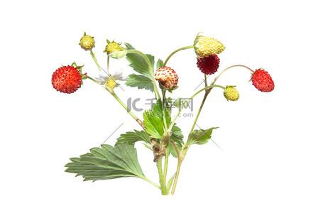 野草莓高清摄影大图-千库网