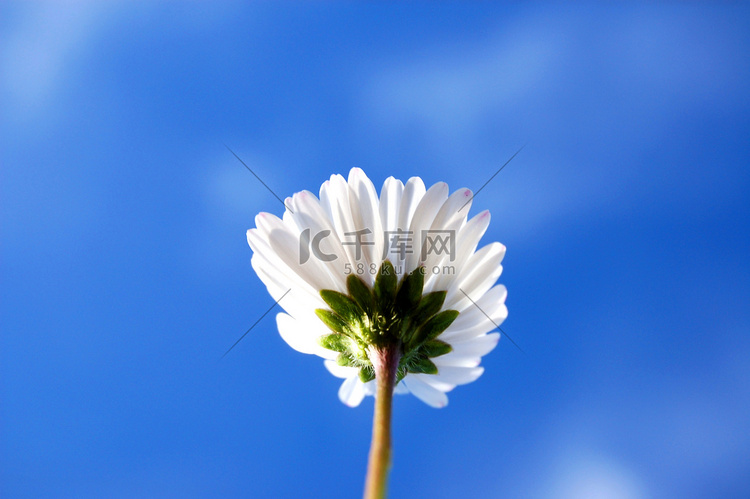 蓝天下的雏菊高清摄影大图-千库网