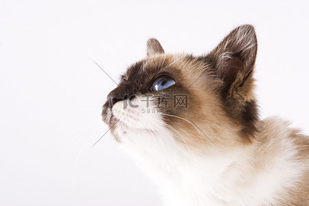 猫高清摄影大图-千库网