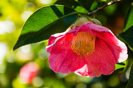 茶花高清摄影大图-千库网