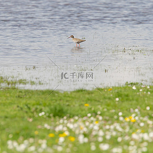 红脚鹬 (Tringa totanus) 的肖像高清摄影大图-千库网