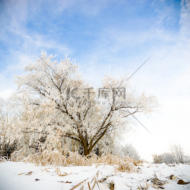 树高清摄影大图-千库网