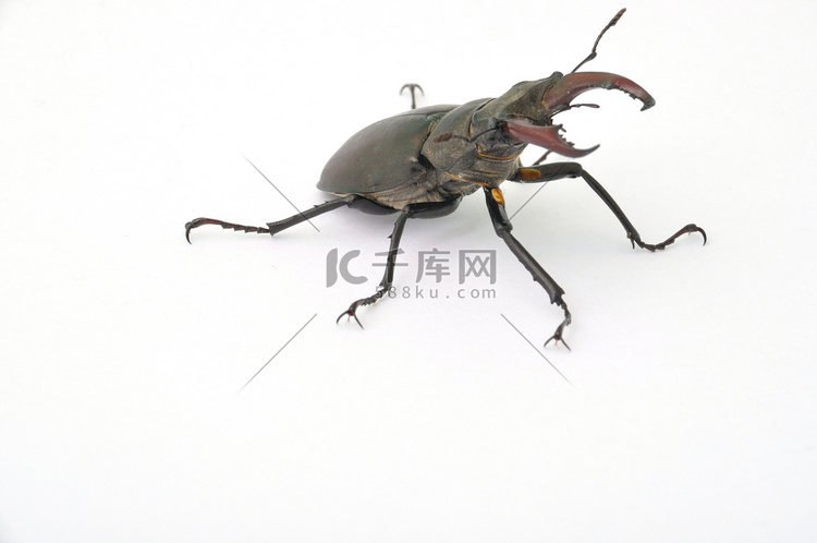 鹿角甲虫 - Lucanus 鹿高清摄影大图-千库网