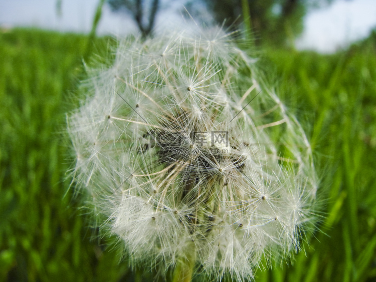 蓬松的高清摄影大图-千库网