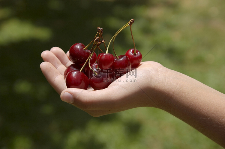 递红樱桃的孩子高清摄影大图-千库网