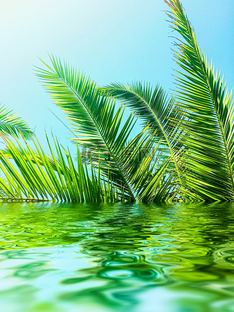 棕榈树叶和海水、夏季旅行和海滩高清摄影大图-千库网