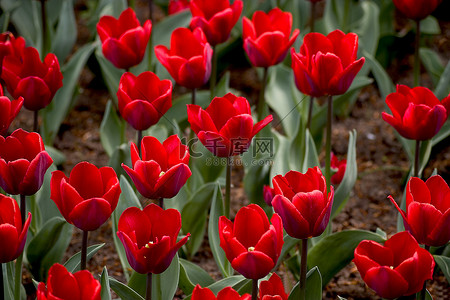 郁金香高清摄影大图-千库网