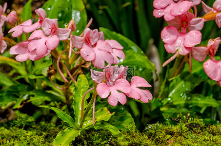 The Pink-Lipped Rhodocheila Habenaria（粉红金鱼草）高清摄影大图-千库网