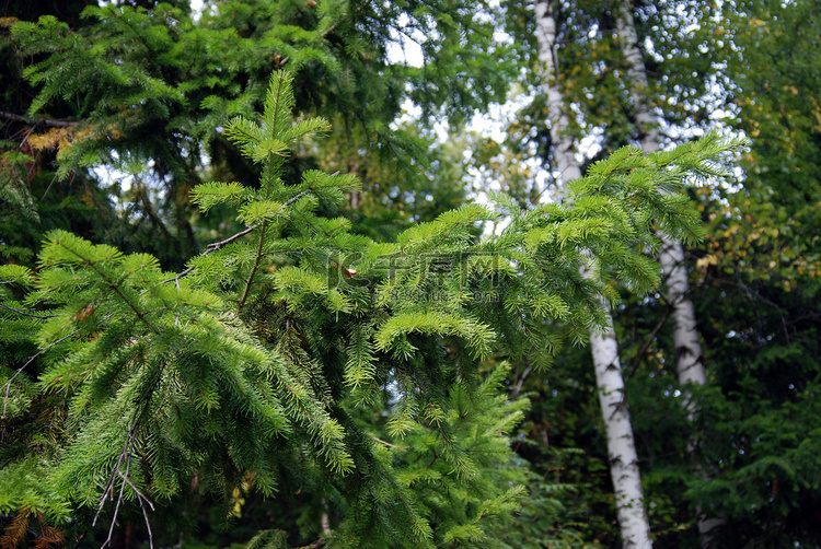 枞树的分支高清摄影大图-千库网