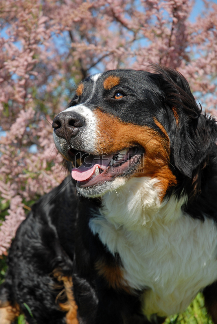 年轻的伯恩山犬高清摄影大图-千库网 年轻的伯恩山犬高清摄影大图-千库网