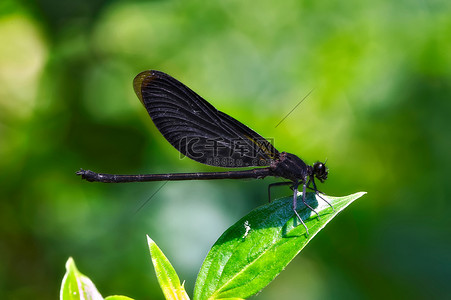 昆虫宏，老挝高清摄影大图-千库网