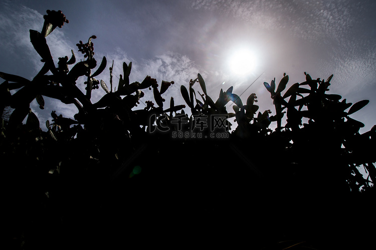 刺梨 (Opuntia ficus-indica)高清摄影大图-千库网