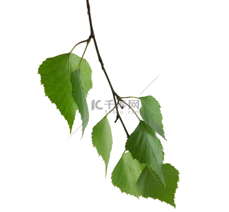 桦木高清摄影大图-千库网