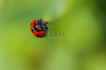 ladybird图片素材-ladybird模板图片下载-千库网