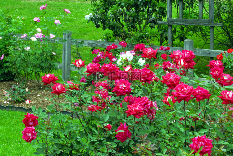玫瑰公园高清摄影大图-千库网
