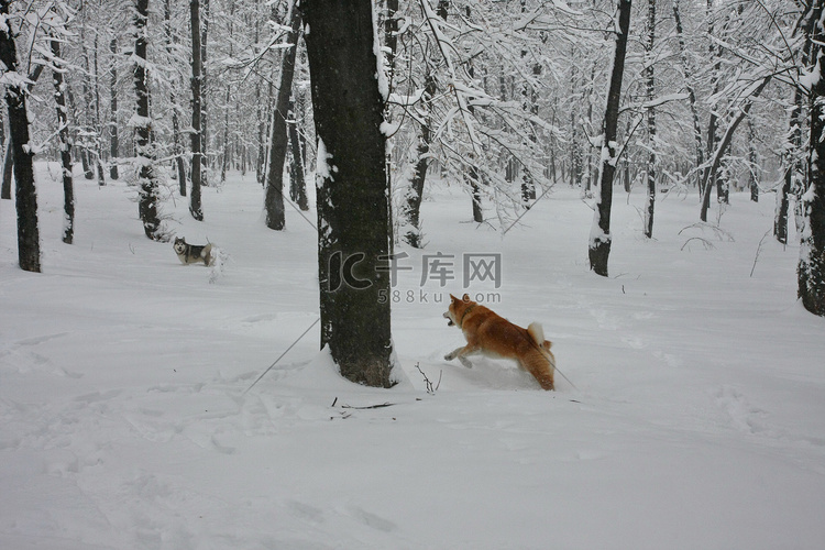 狗在雪地里玩耍高清摄影大图-千库网