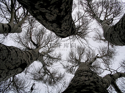 叉高清摄影大图-千库网