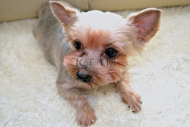 约克夏犬 - 狗高清摄影大图-千库网