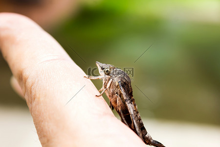 Amphion floridensis 抓在手指上高清摄影大图-千库网