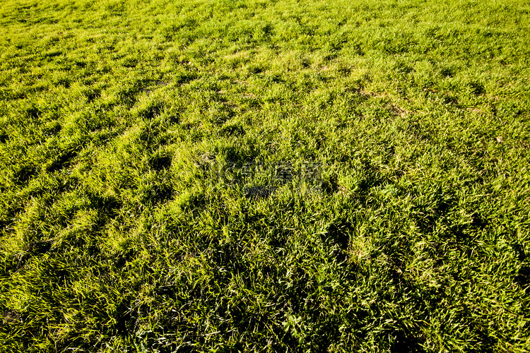 草高清摄影大图-千库网