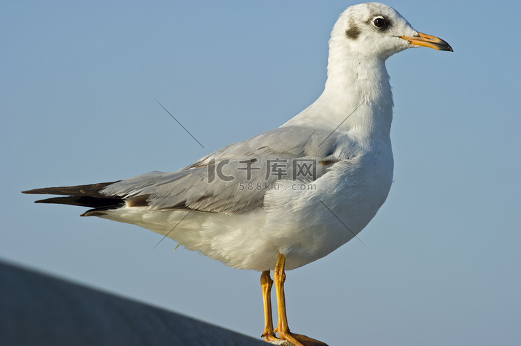 许多海鸥在日落时飞翔，泰国高清摄影大图-千库网