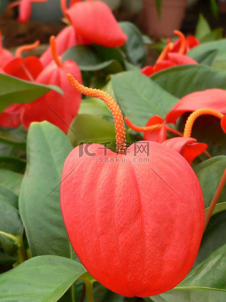 爱情花高清摄影大图-千库网