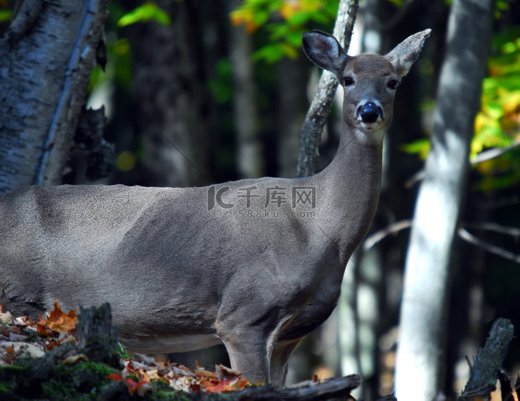 白尾鹿 (Odocoileus virginianus)高清摄影大图-千库网