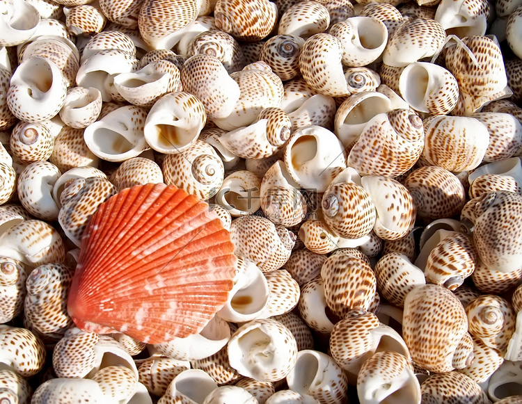 贝壳 bachgroung高清摄影大图-千库网