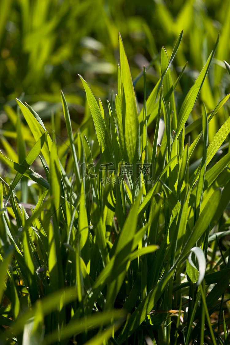 新绿草地高清摄影大图-千库网